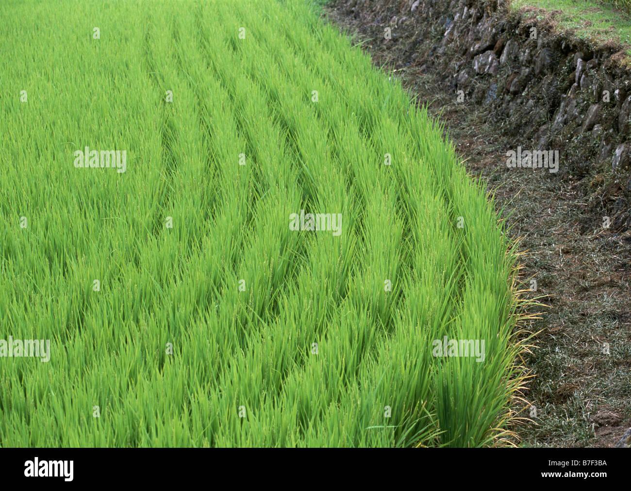 Kagoshima prefecture japan solid hi-res stock photography and images ...