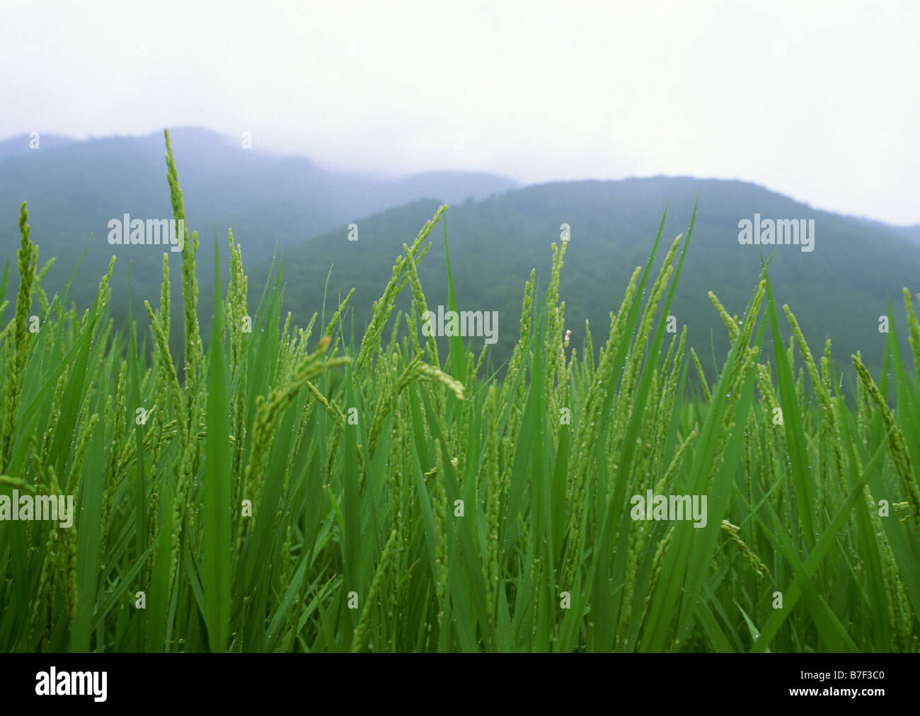Rice plant and mountains Stock Photo - Alamy