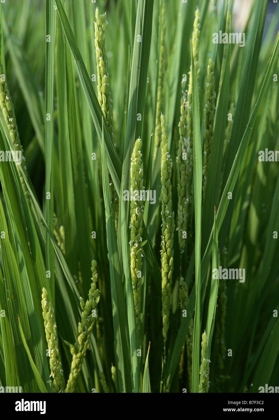 Flower of rice plant Stock Photo - Alamy