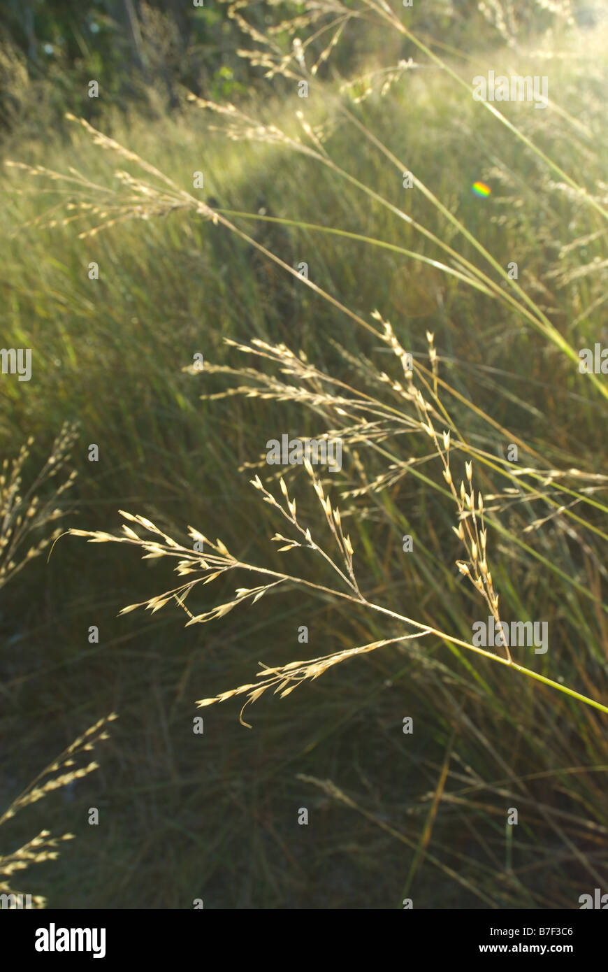 Tall grasses being backlit by the rising sun Stock Photo - Alamy