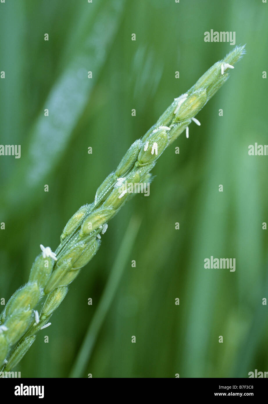 Flower of rice plant Stock Photo - Alamy