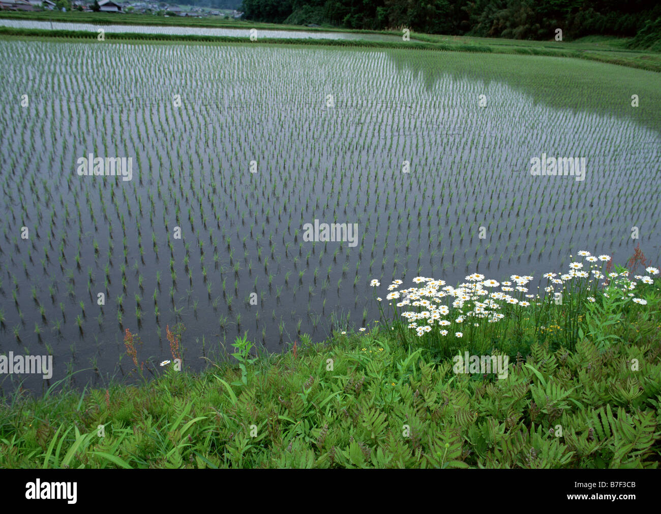 Rice farming operation hi-res stock photography and images - Alamy