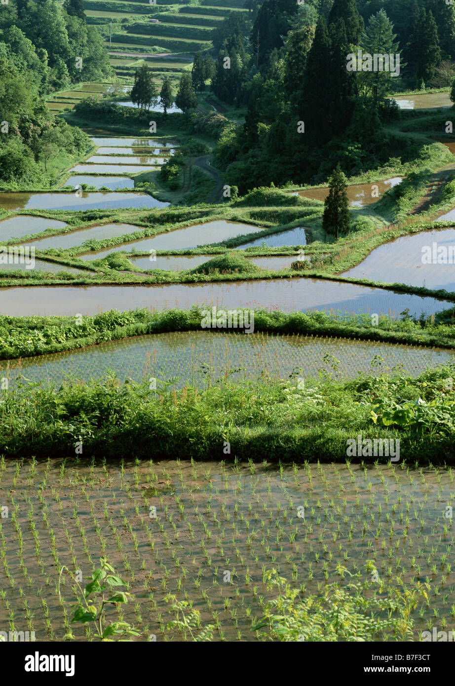 Matsunoyama hi-res stock photography and images - Alamy