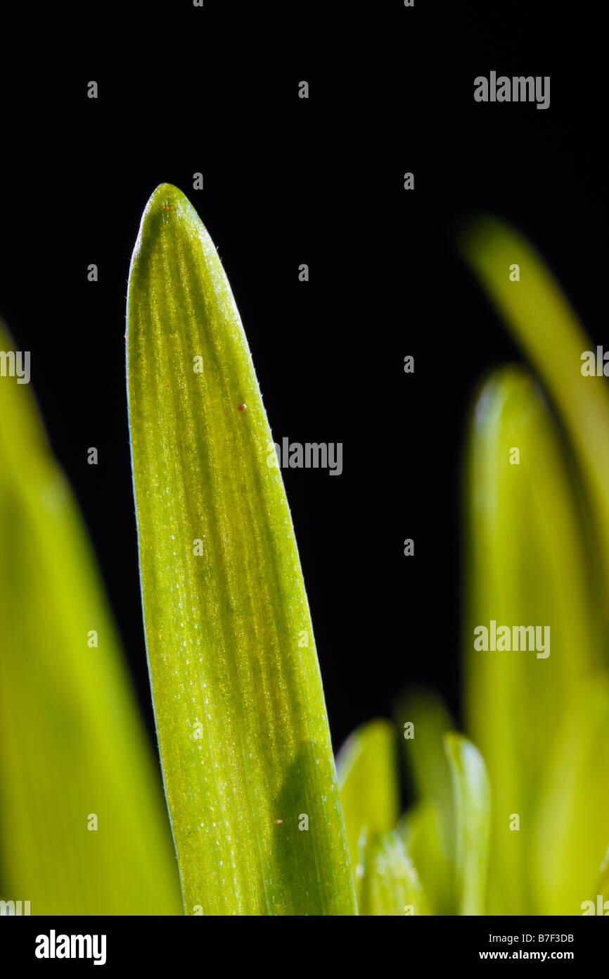 A stock photograph of green blades of grass Stock Photo - Alamy