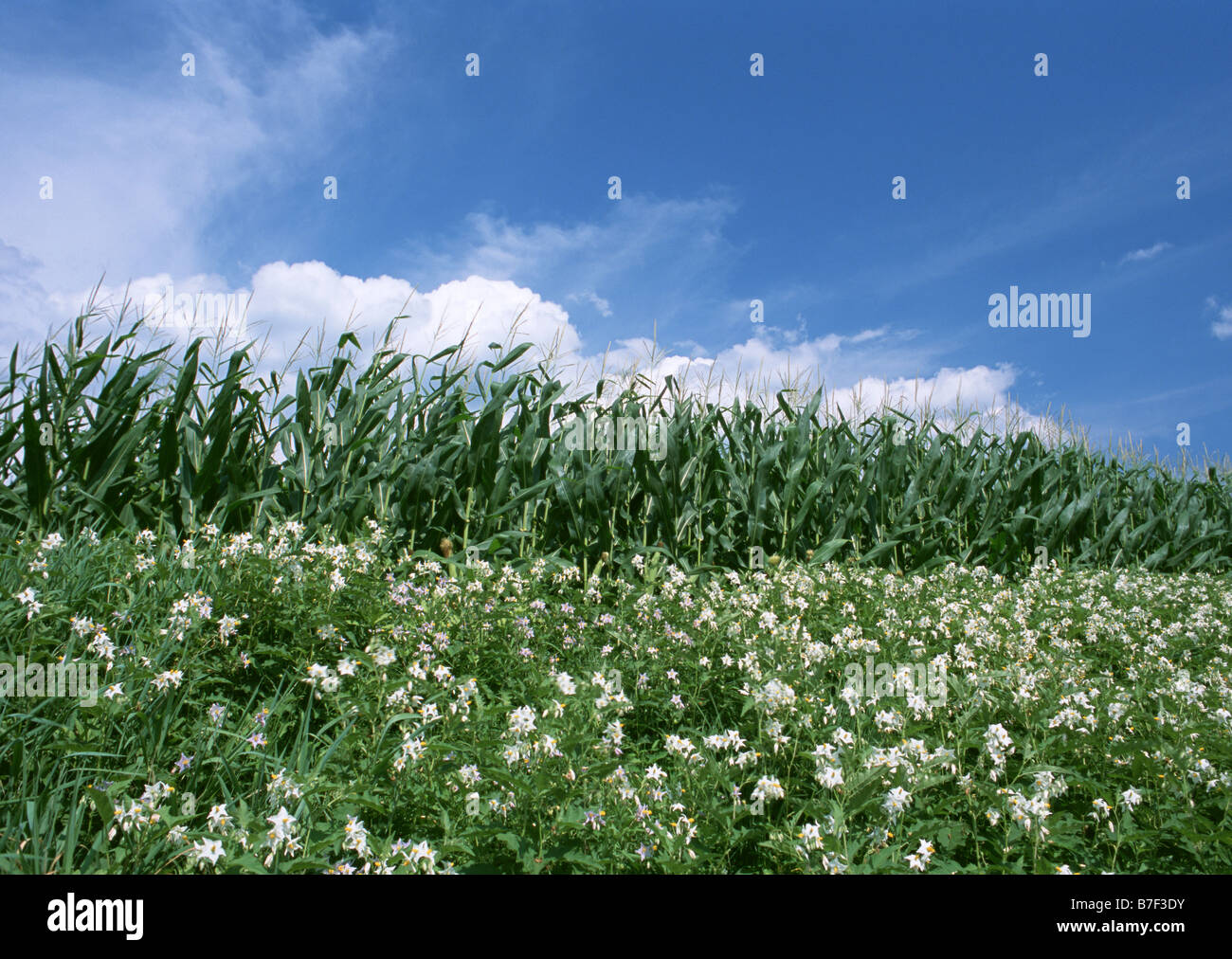 Corn and flower fields Stock Photo - Alamy