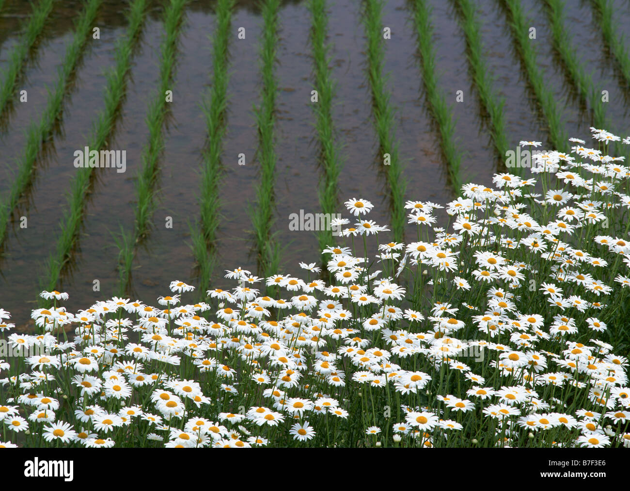 Flowers and rice field Stock Photo - Alamy