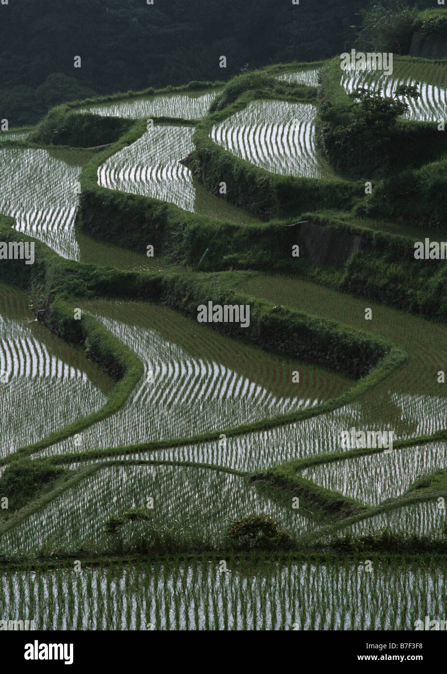 Terraced paddy fields Stock Photo - Alamy