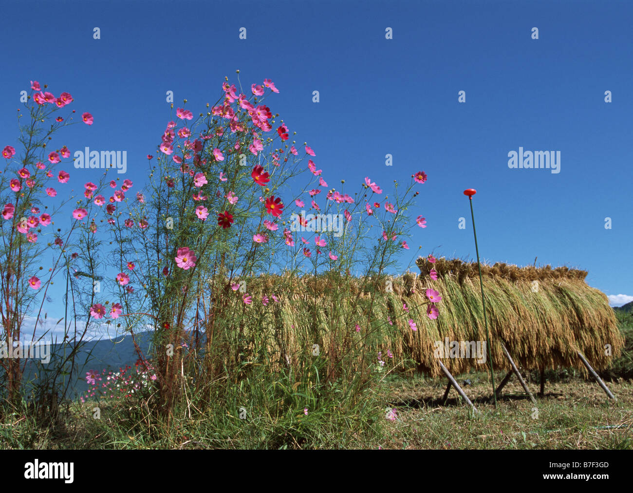 Sheaf of paddy hi-res stock photography and images - Alamy