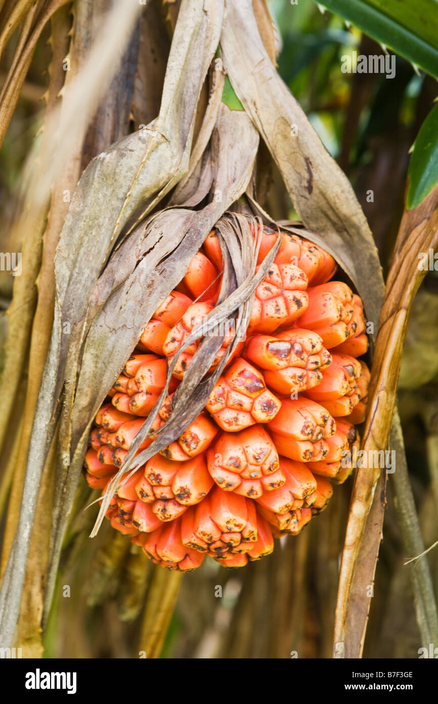 Unusual orange plant in Sri Lanka Stock Photo - Alamy