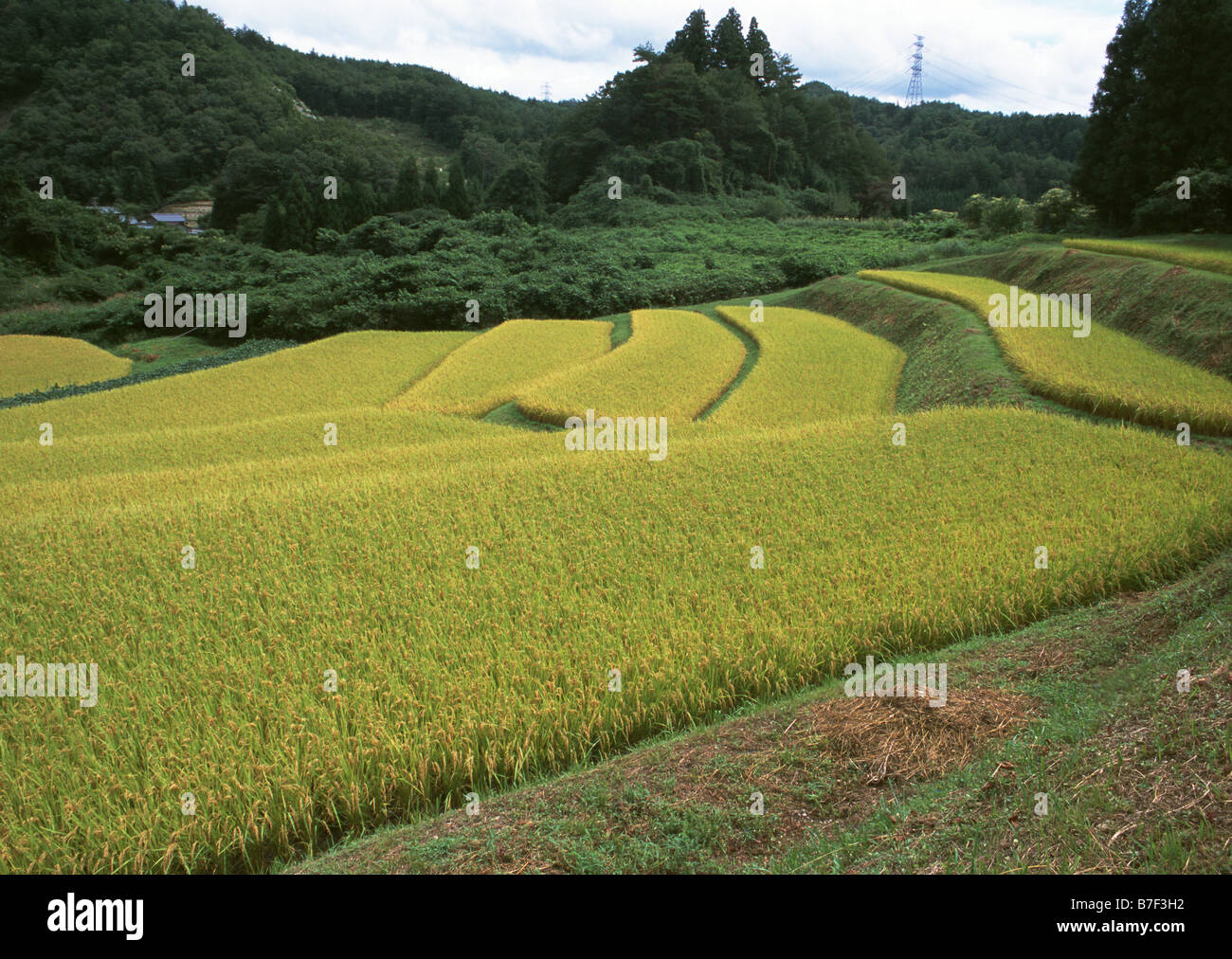 Stepped rice fields hi-res stock photography and images - Alamy