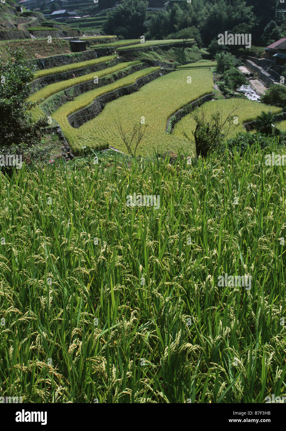Terraced paddy fields Stock Photo - Alamy