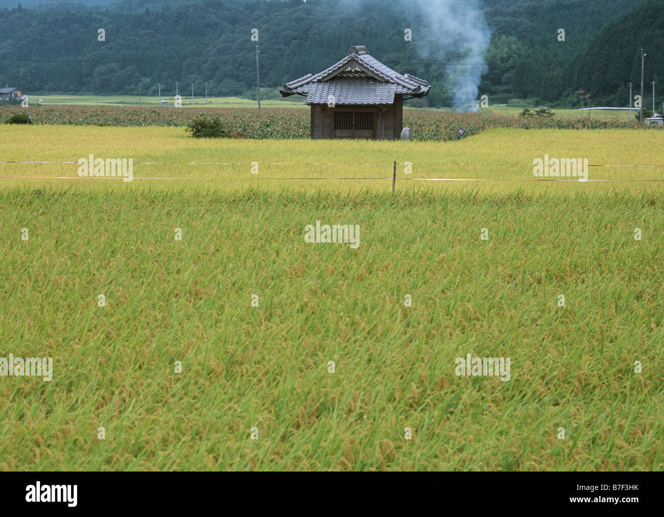 Rice plant roof hi-res stock photography and images - Alamy