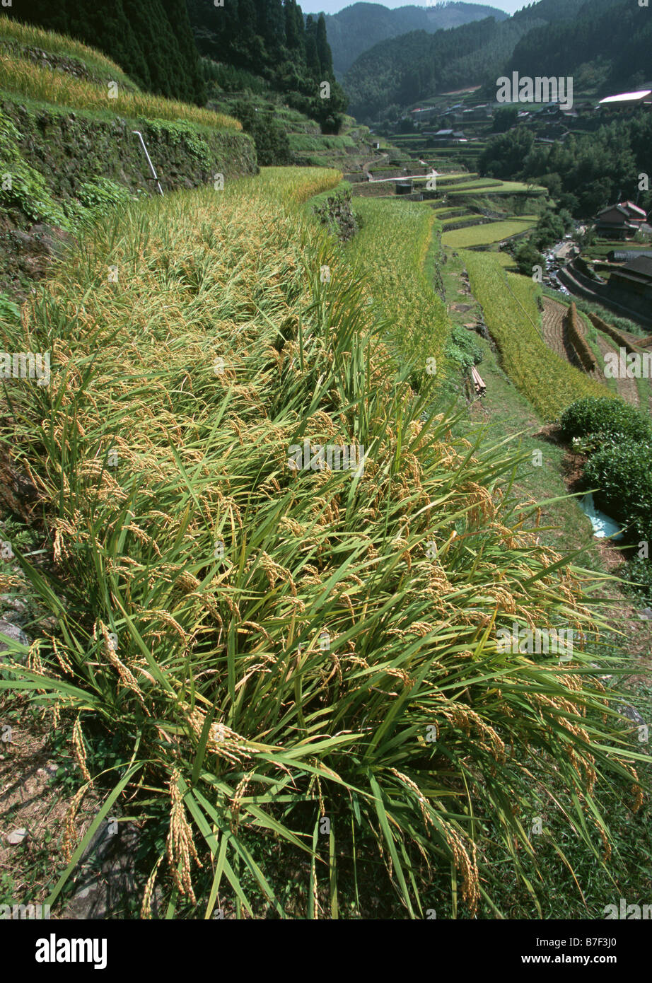 Stepped rice field hi-res stock photography and images - Alamy
