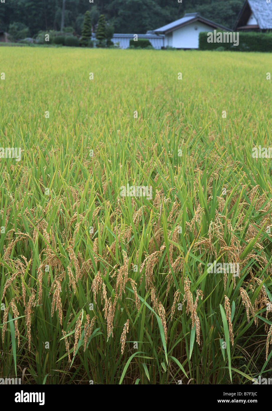 Image of ear of the paddy hi-res stock photography and images - Alamy