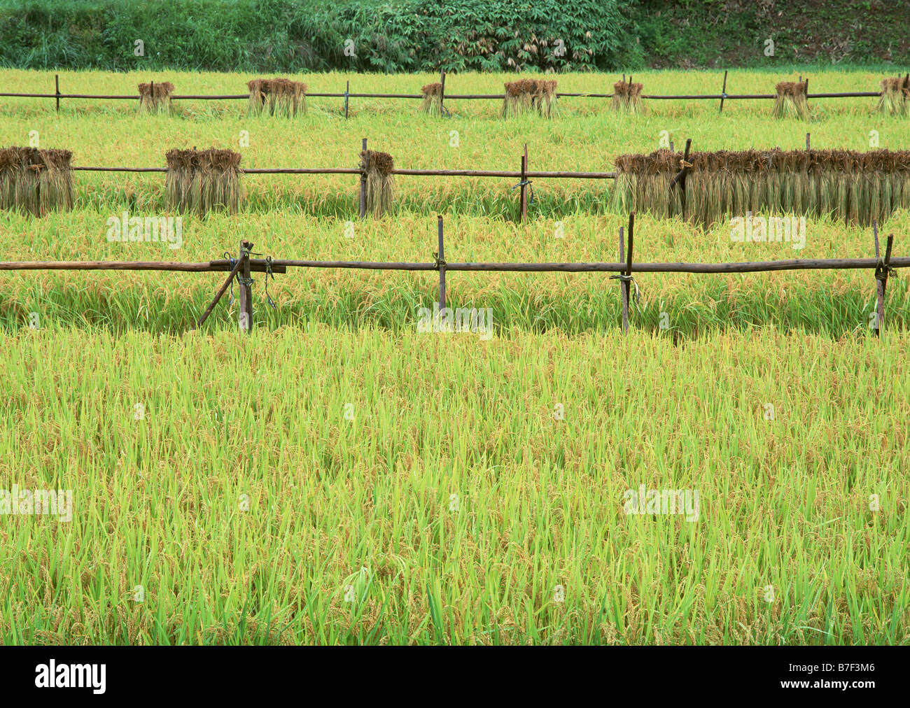 Rice field operation hi-res stock photography and images - Alamy
