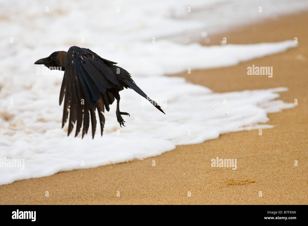 A crow on a beach Stock Photo - Alamy
