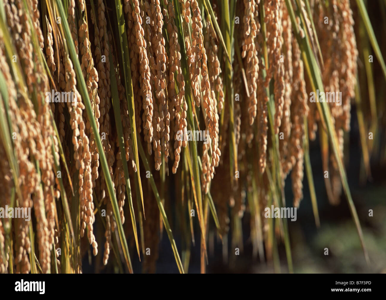 Ear of rice Stock Photo - Alamy