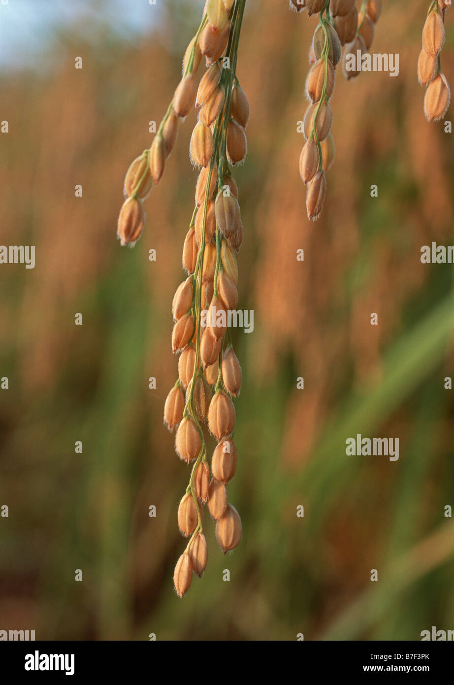 Ear of rice Stock Photo - Alamy