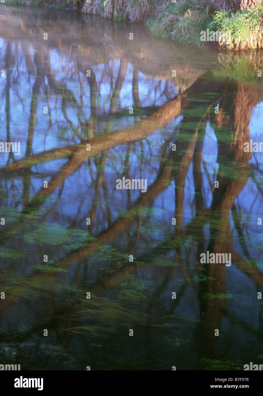 Tree reflection in the water Stock Photo - Alamy