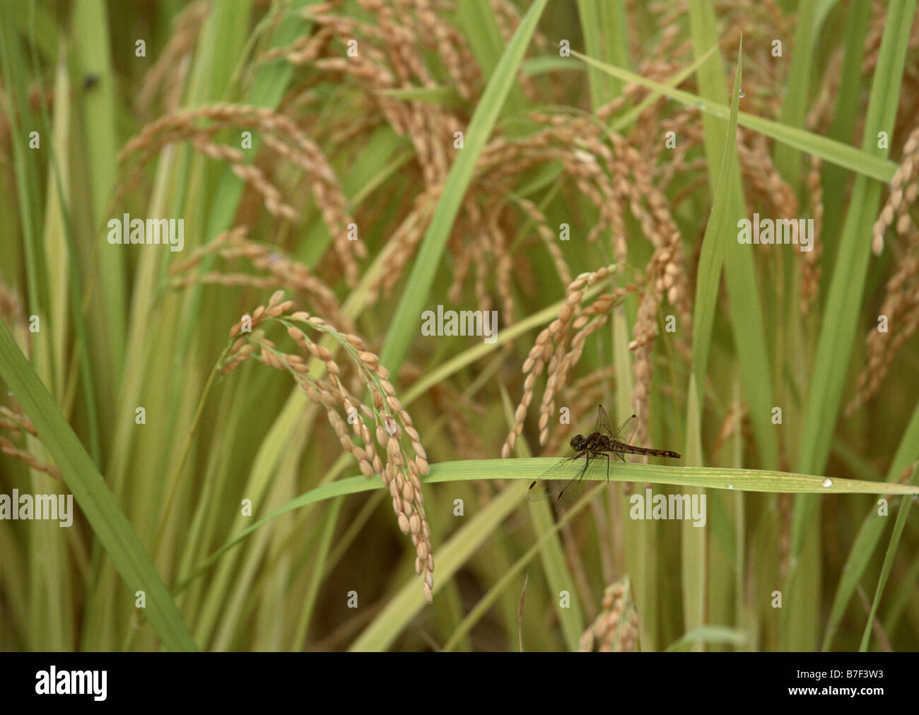 Dragonfly on rice plant Stock Photo - Alamy