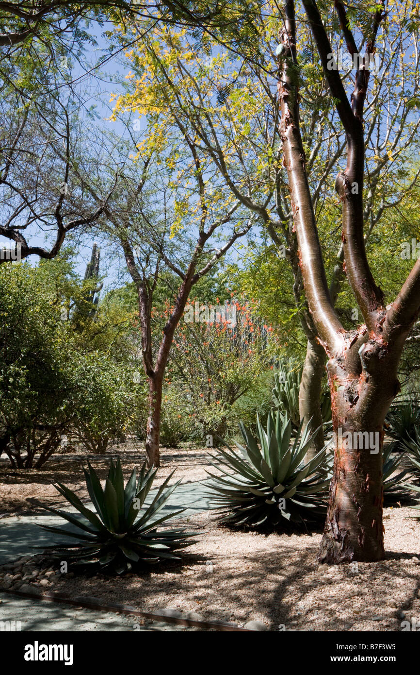 Ethnobotanical garden oaxaca High Resolution Stock Photography and ...