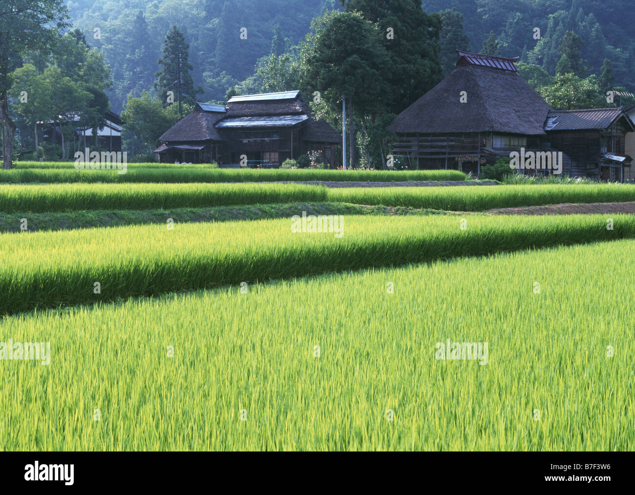 Niigata rice field hi-res stock photography and images - Alamy
