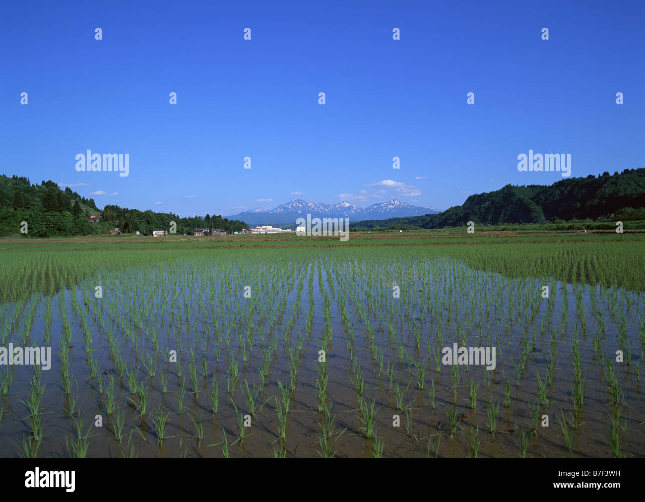 Rice farming operation hi-res stock photography and images - Alamy