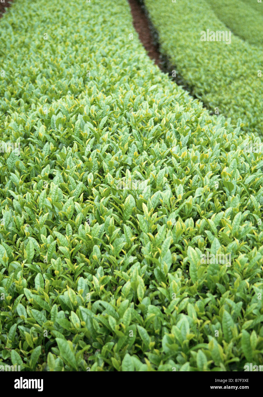 Field of tea leaves Stock Photo - Alamy