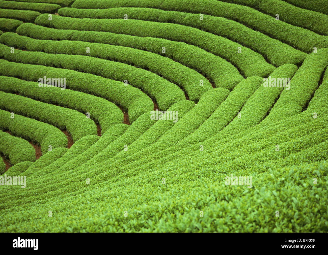 Fields of tea plantations Stock Photo - Alamy