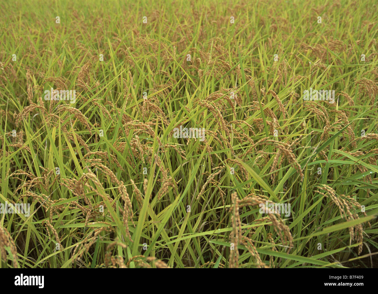 Matsunoyama machi hi-res stock photography and images - Alamy