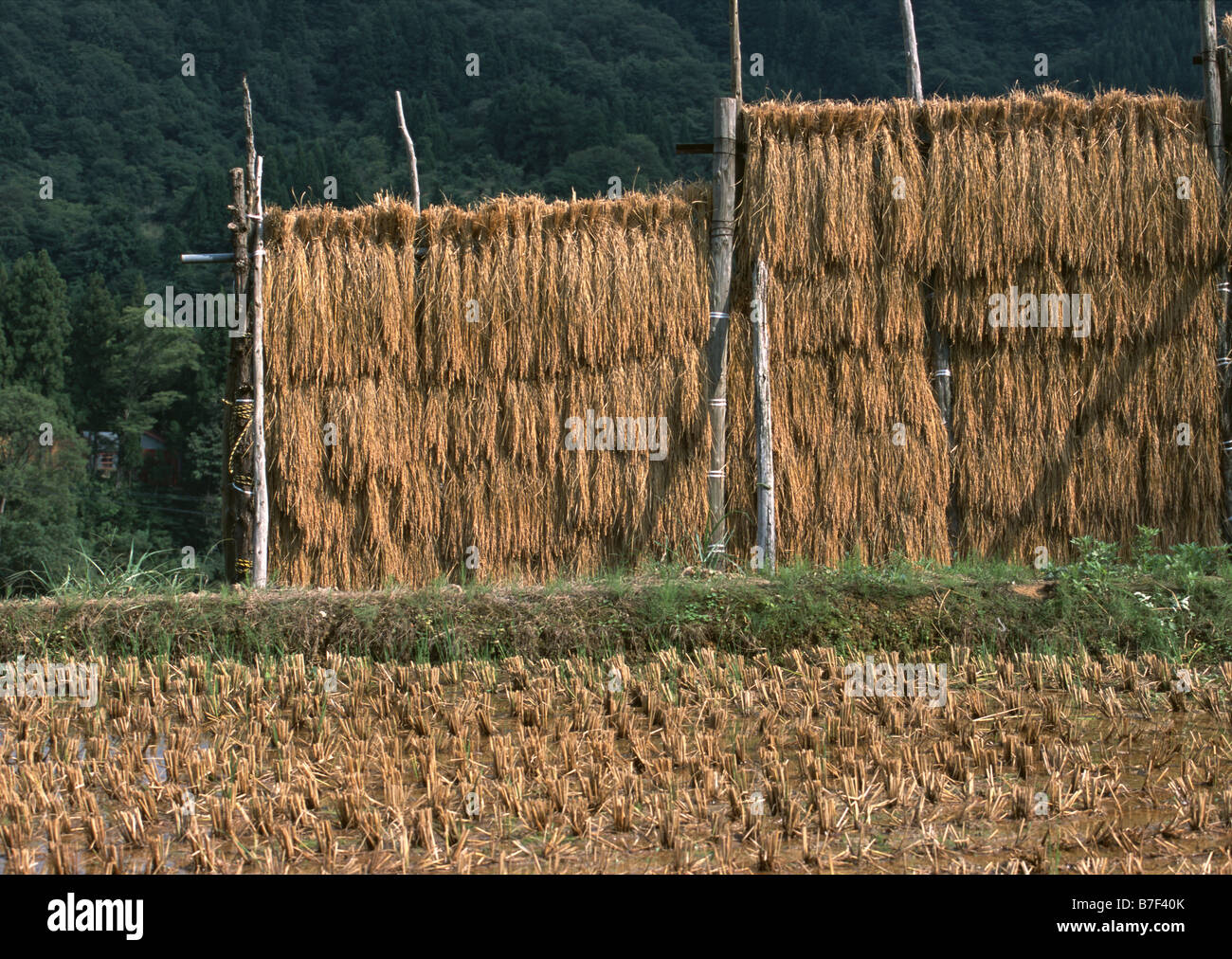 Image of harvest season of rice Stock Photo - Alamy