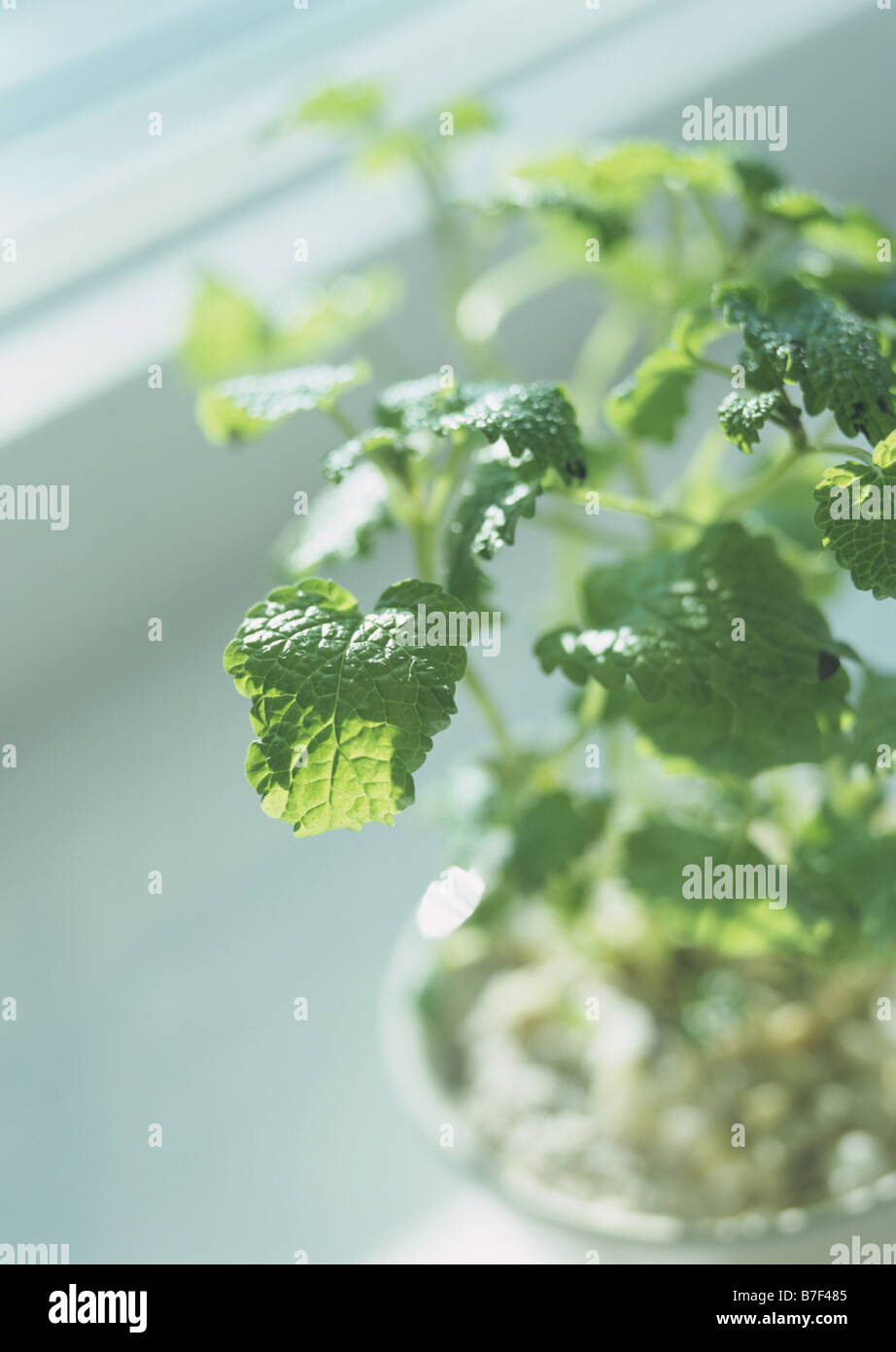 Potted Lemon balm Stock Photo - Alamy