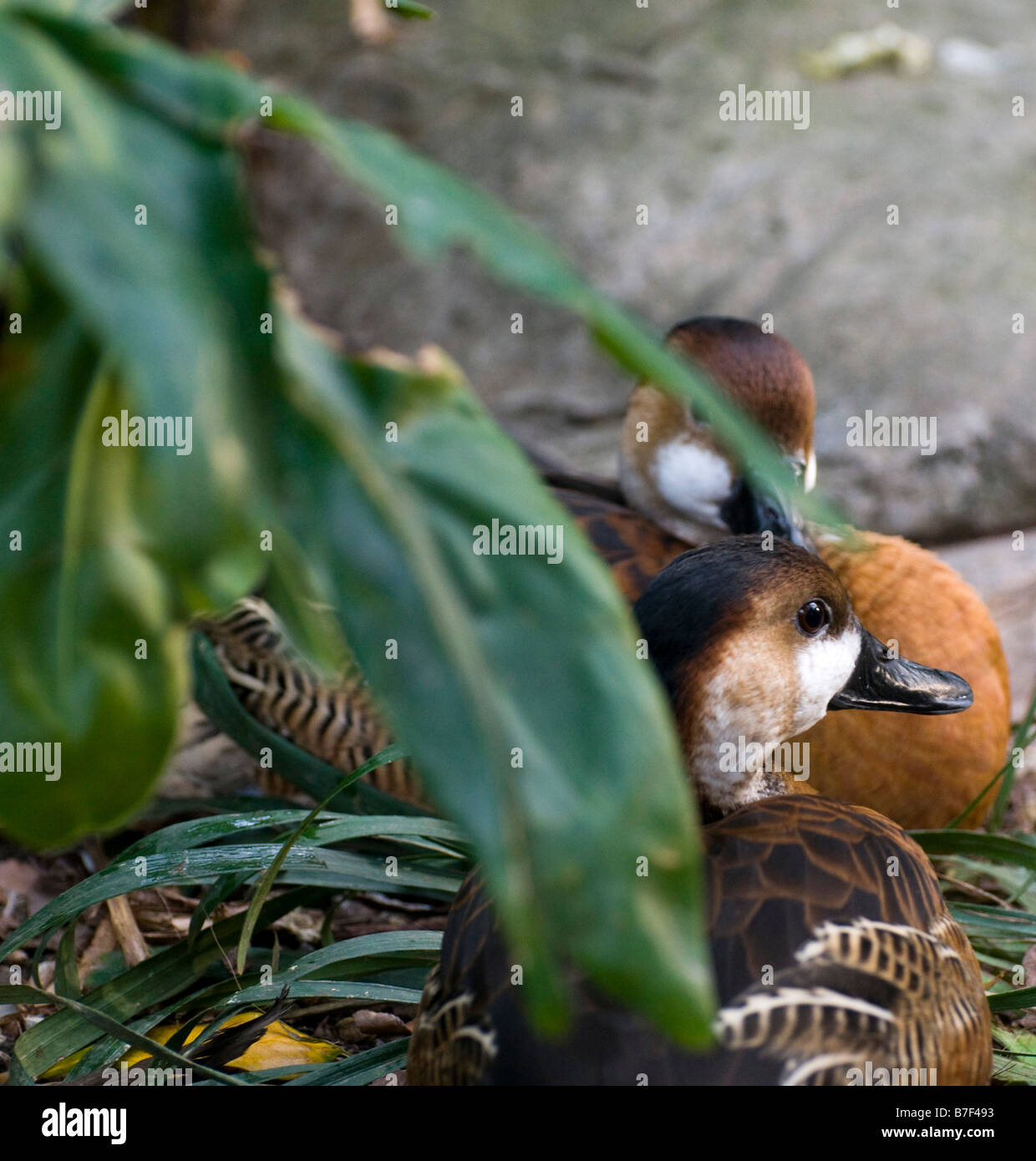 Colorful fowl hi-res stock photography and images - Alamy
