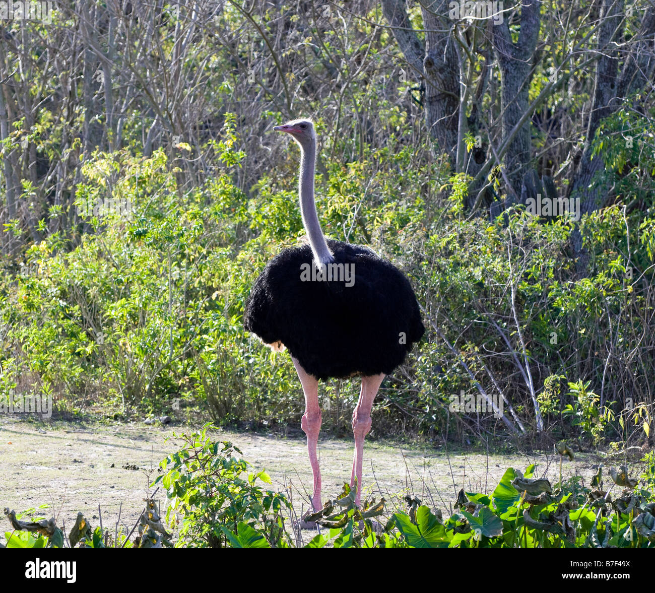 Large ostrich apparently wondering where everyone else has gone Stock ...