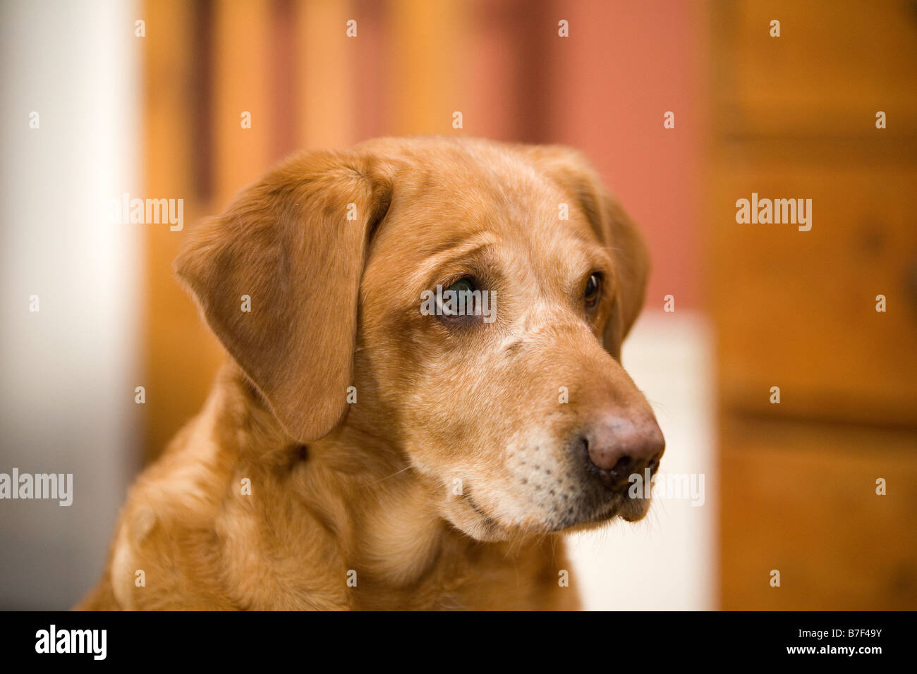 Labrador retriever cross hi-res stock photography and images - Alamy