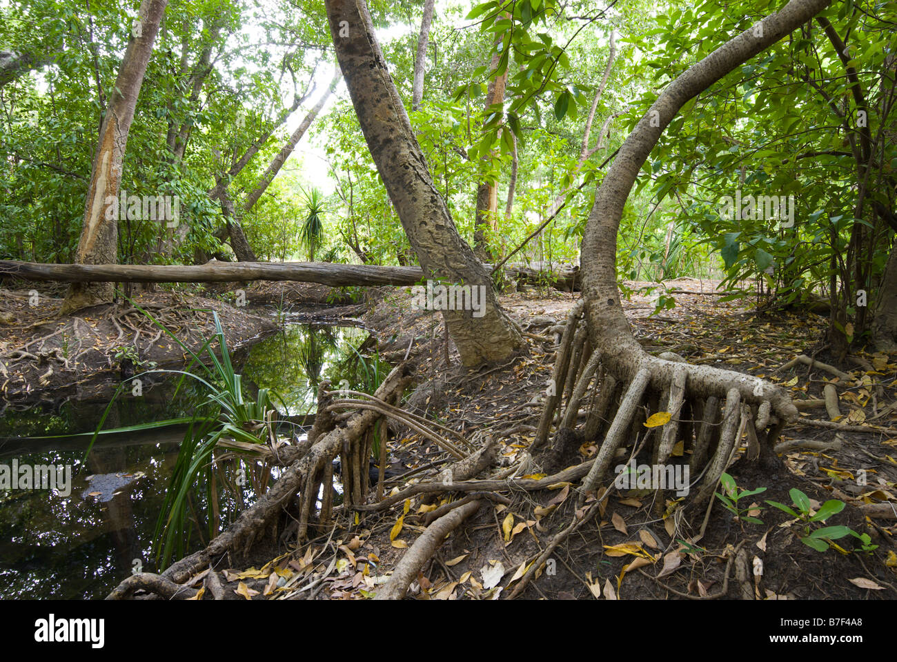 Tropical Monsoon Forest High Resolution Stock Photography and Images - Alamy