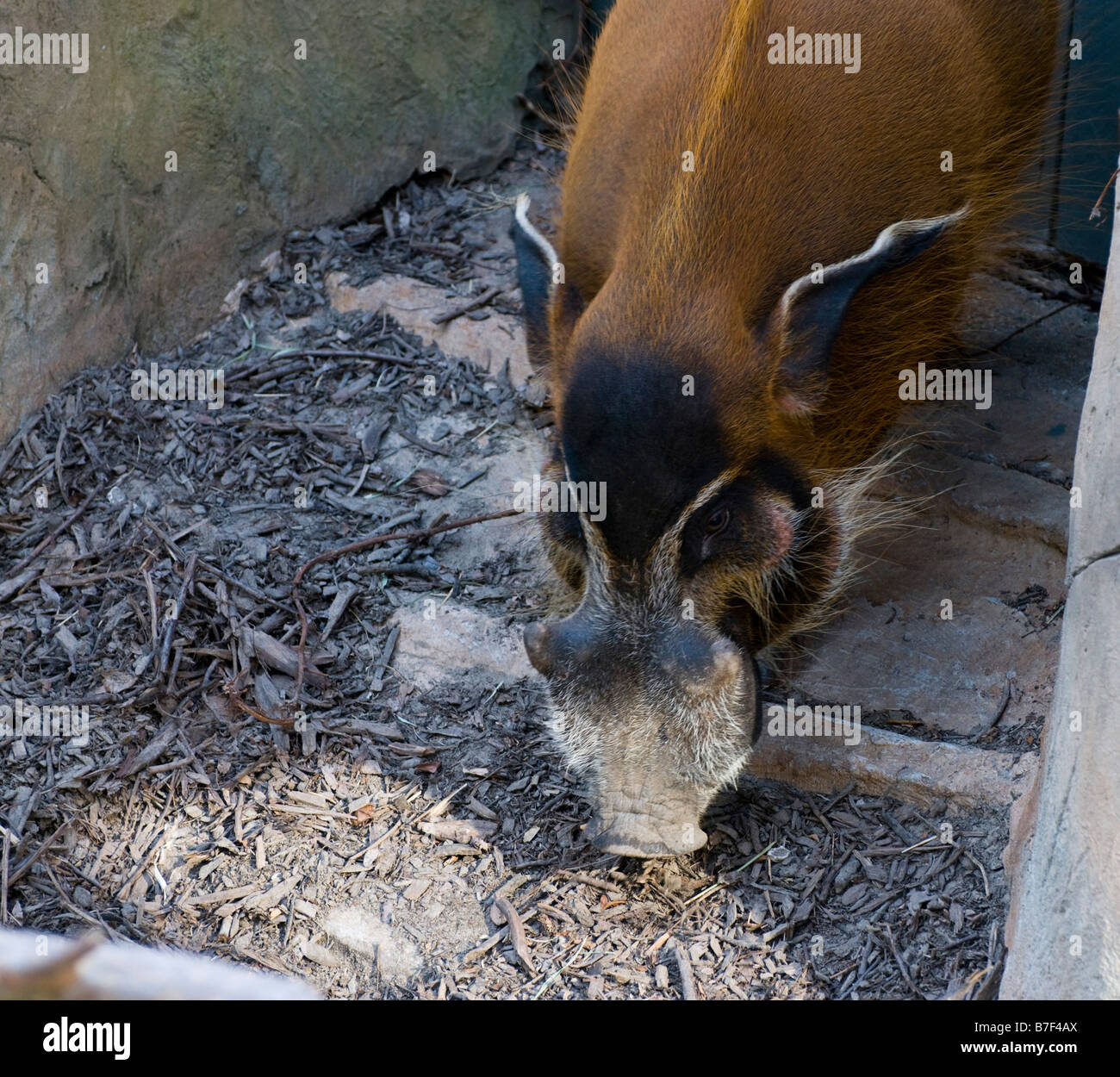 Staring to the photographer hi-res stock photography and images - Alamy