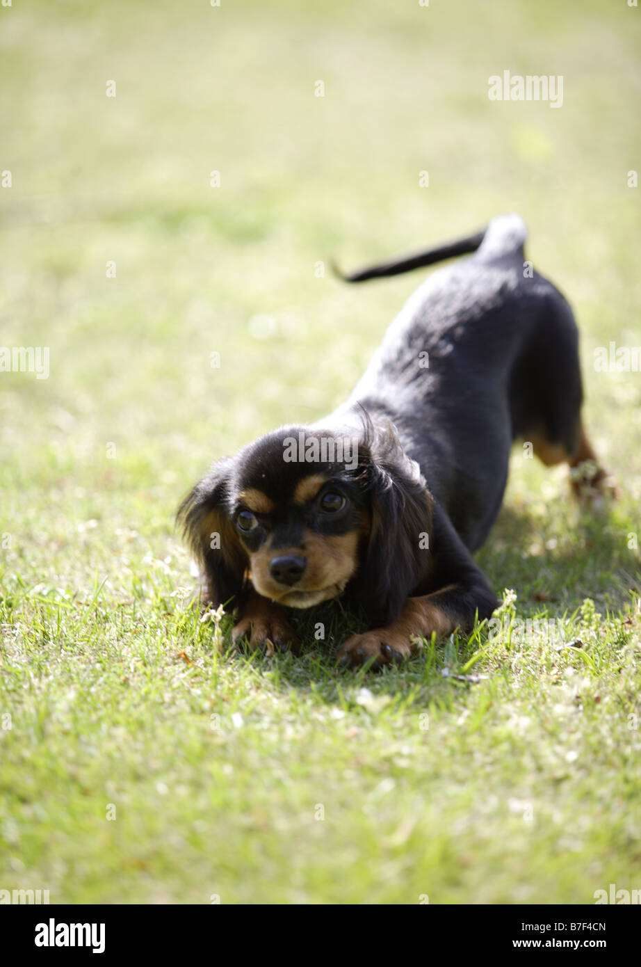 Wiener dog (black Stock Photo - Alamy