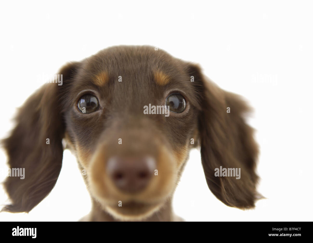 Wiener Dog (brown Stock Photo - Alamy