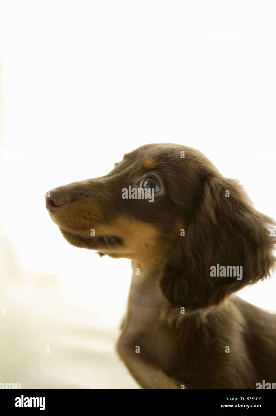 Wiener Dog (brown Stock Photo - Alamy