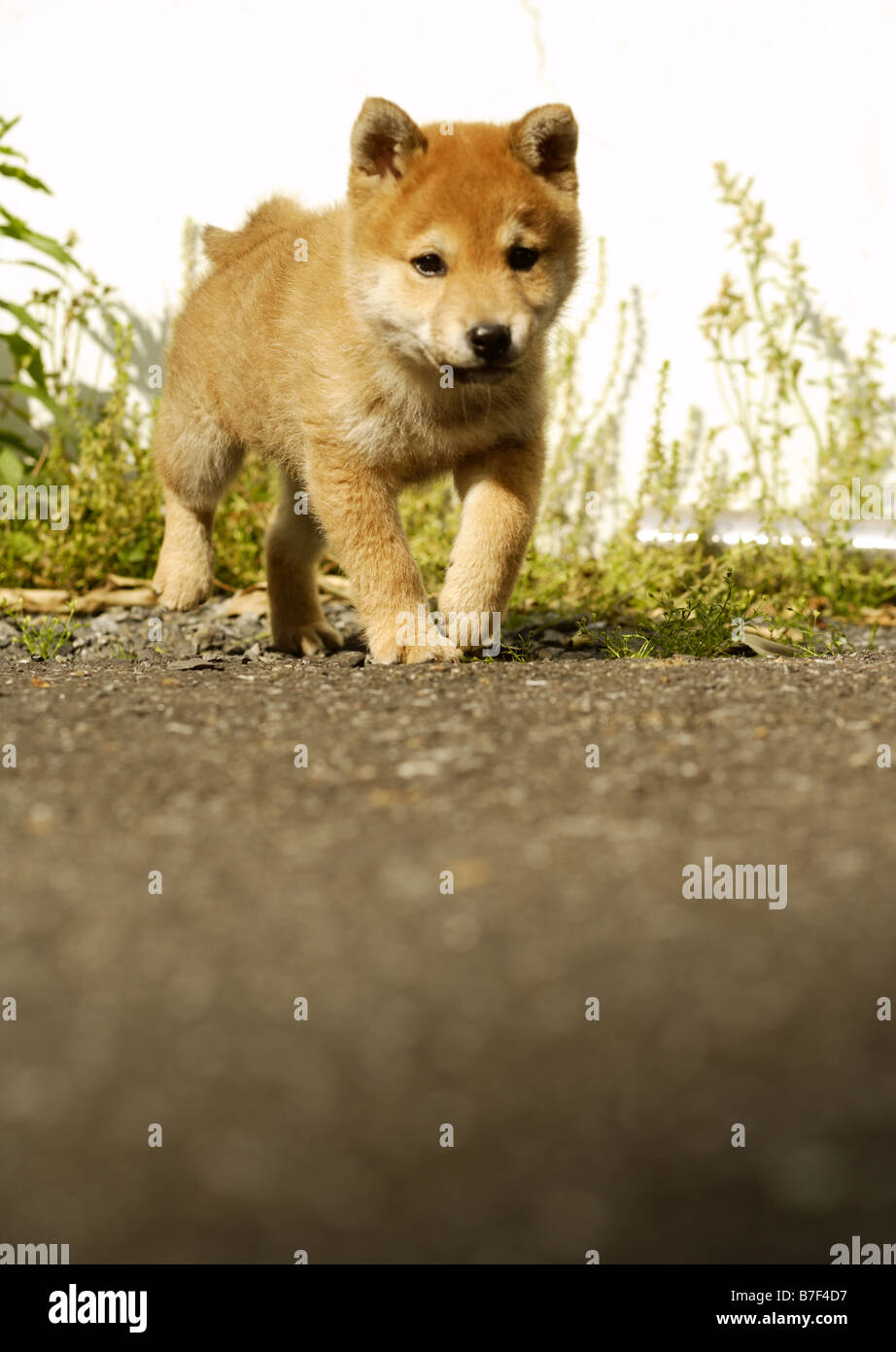 Ken shiba hi-res stock photography and images - Alamy