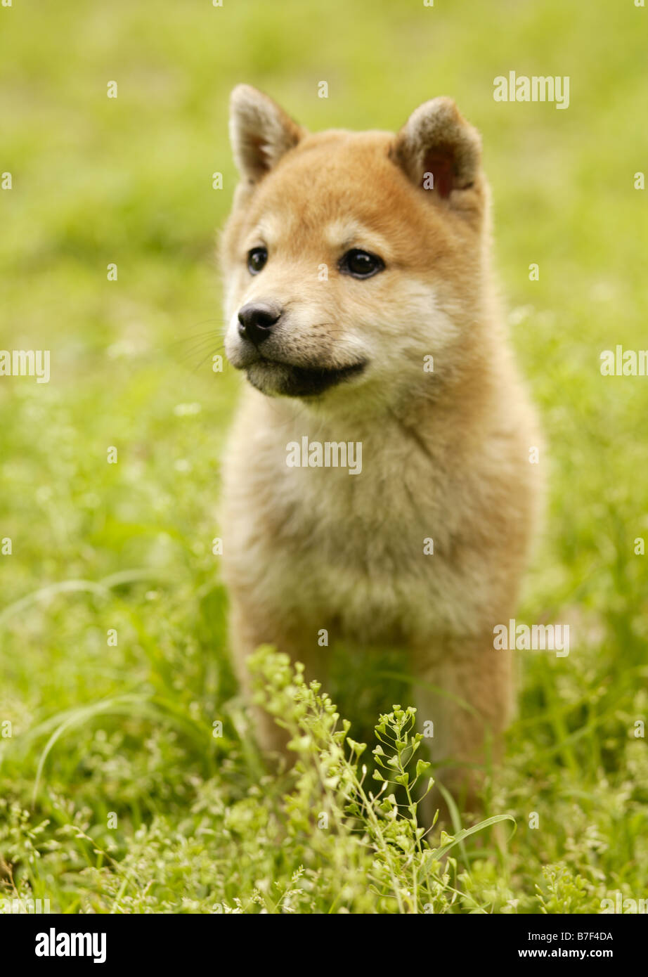 Shiba area hi-res stock photography and images - Alamy