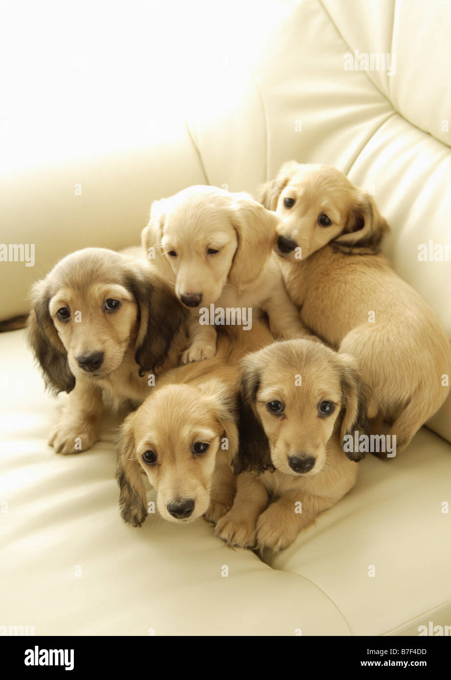 Wiener chair hi-res stock photography and images - Alamy