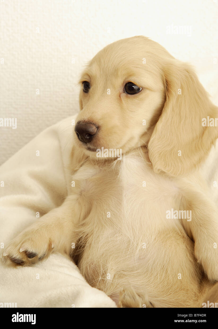 Relaxed Wiener dog Stock Photo - Alamy