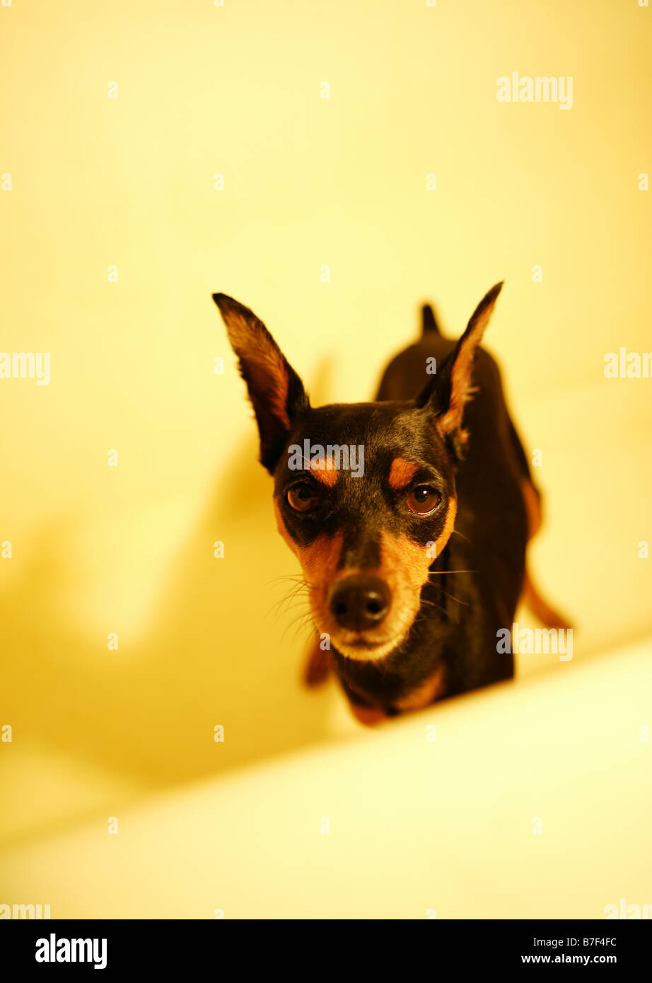 Miniature Pinscher (Min-Pin Stock Photo - Alamy