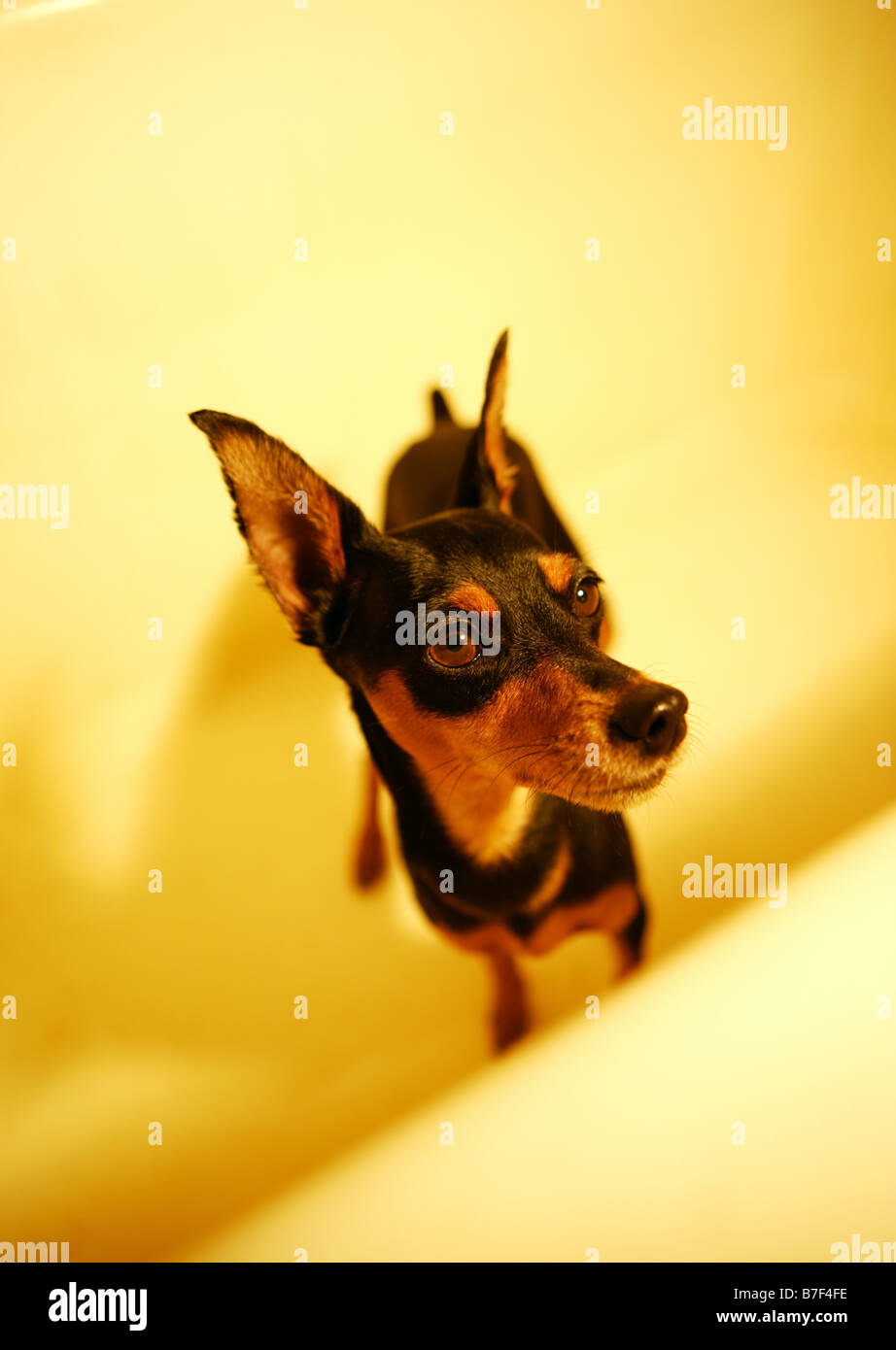 Miniature Pinscher (Min-Pin Stock Photo - Alamy