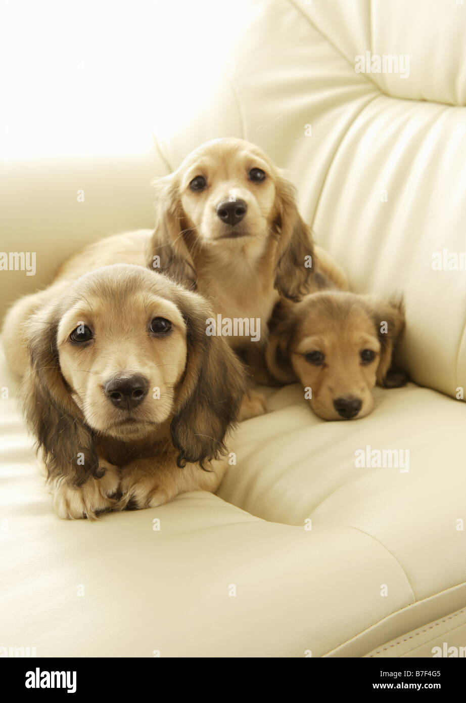 Wiener chair hi-res stock photography and images - Alamy