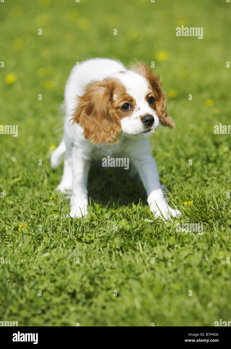 Cavalier attitude hi-res stock photography and images - Alamy