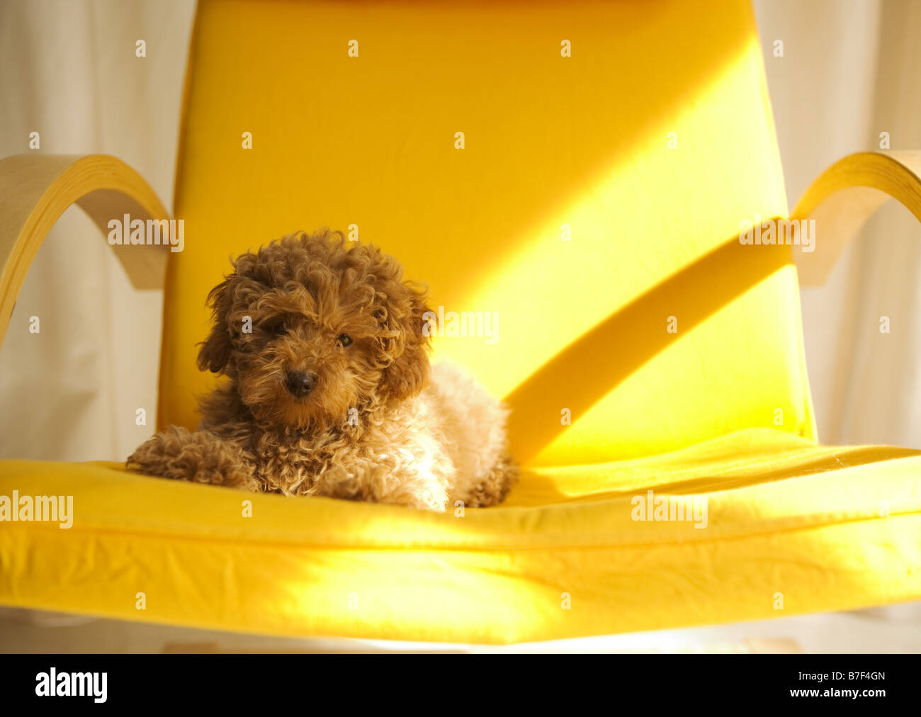 Yellow poodle hi-res stock photography and images - Alamy