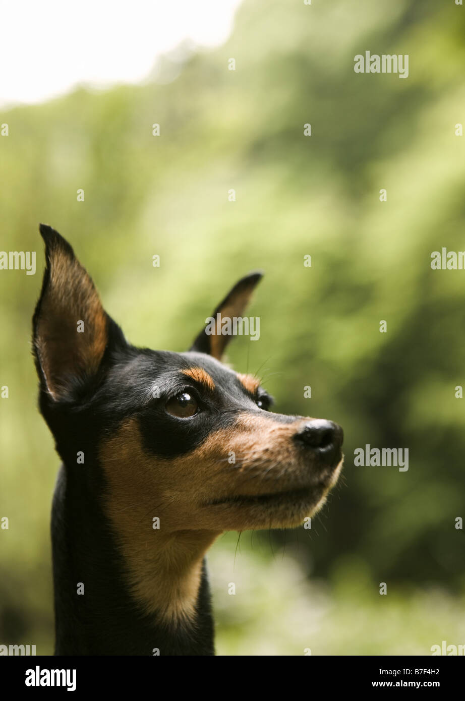 Min pin hi-res stock photography and images - Alamy